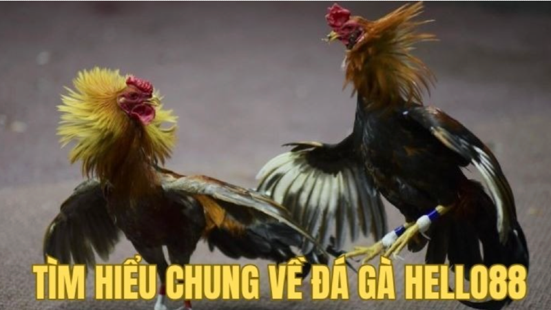 SoloPredict: Accurate Football Predictions & Free Betting Tips